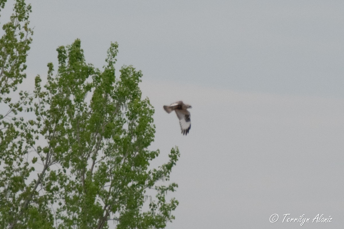 eBird Checklist - 3 May 2024 - Ottawa NWR--Wildlife Drive (Ottawa Co ...