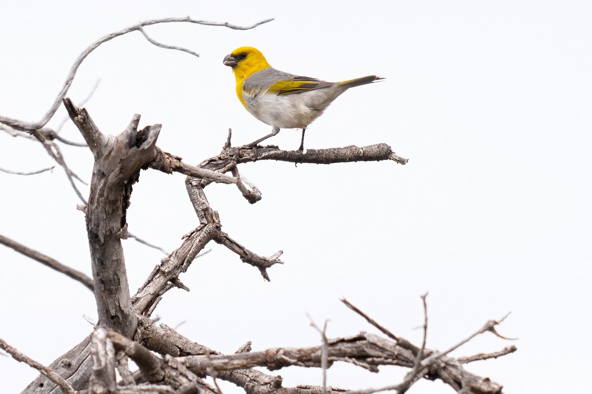 eBird Checklist - 15 Apr 2024 - Pu'u La'au, Palila Discovery Trail and ...