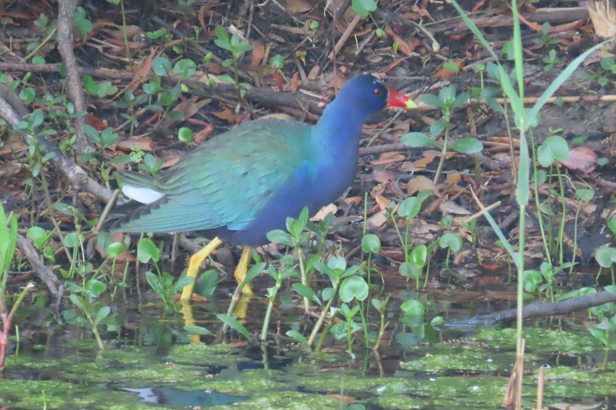 eBird Checklist - 3 May 2024 - **Back Bay NWR - 71 species