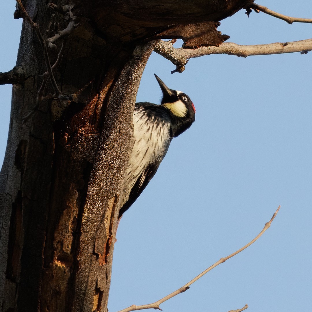 eBird Checklist - 2 May 2024 - Eaton Canyon Park--Entire Park - 34 species