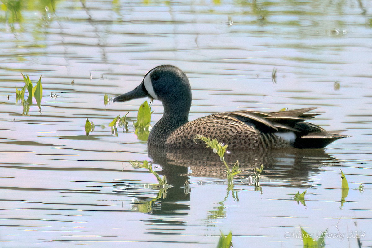 eBird Checklist - 3 May 2024 - Hagerman NWR - 47 species