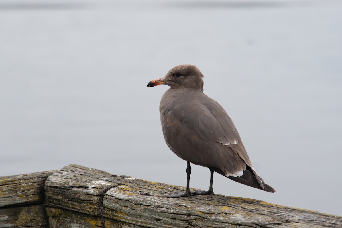 eBird Checklist - 3 May 2024 - Point Defiance ferry terminal - 1 species