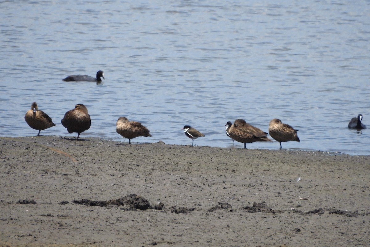 eBird Checklist - 4 Feb 2019 - Beardy Bridge, Shannon Vale Road, Glen ...