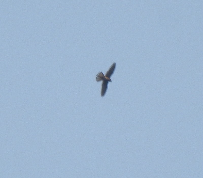 Besra - Accipiter virgatus - Media Search - Macaulay Library and eBird