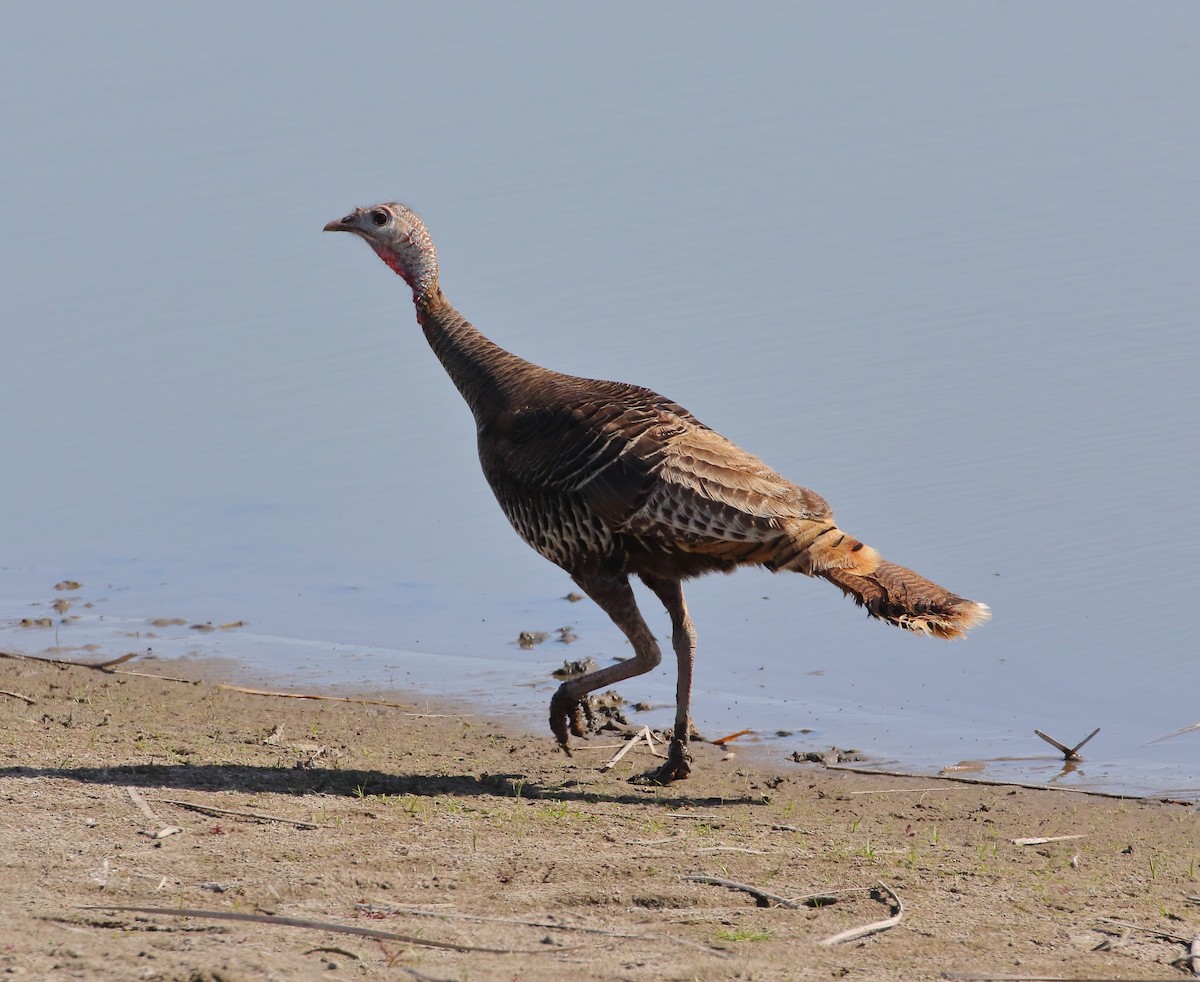 eBird Checklist - 3 May 2024 - Mason Valley WMA - 64 species
