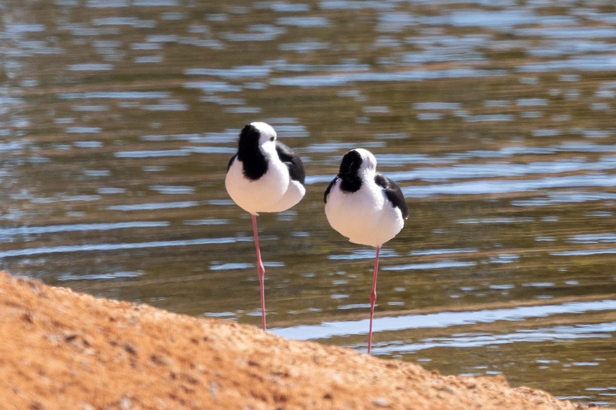 eBird Checklist - 4 May 2024 - Whyalla Wetlands - 10 species