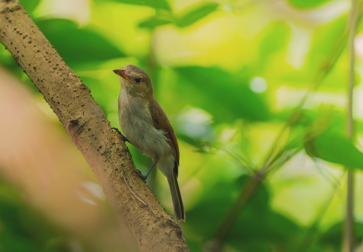 eBird Checklist - 30 Oct 2022 - Labrador Nature Reserve - 4 species