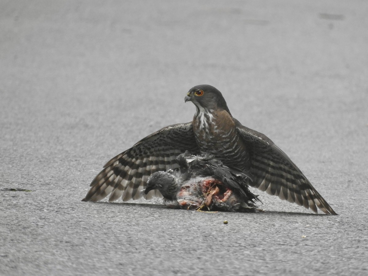 Besra - Accipiter virgatus - Media Search - Macaulay Library and eBird