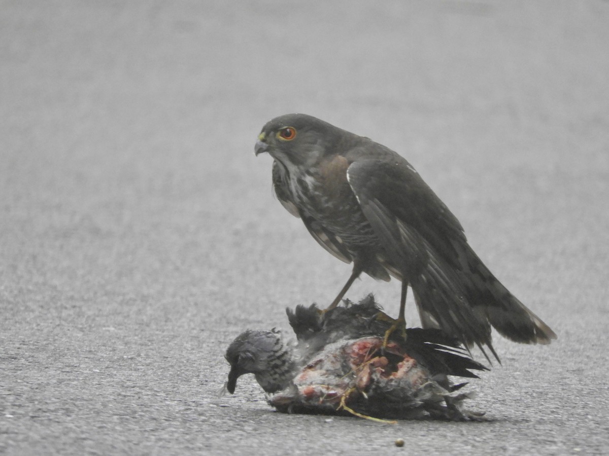 Besra - Accipiter virgatus - Media Search - Macaulay Library and eBird