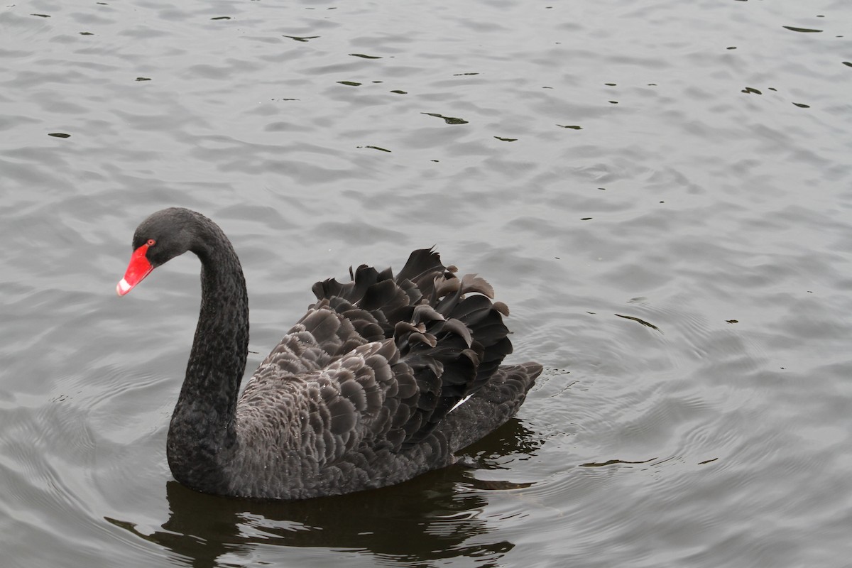 eBird Checklist - 4 May 2024 - Northern Memorial Park - 36 species