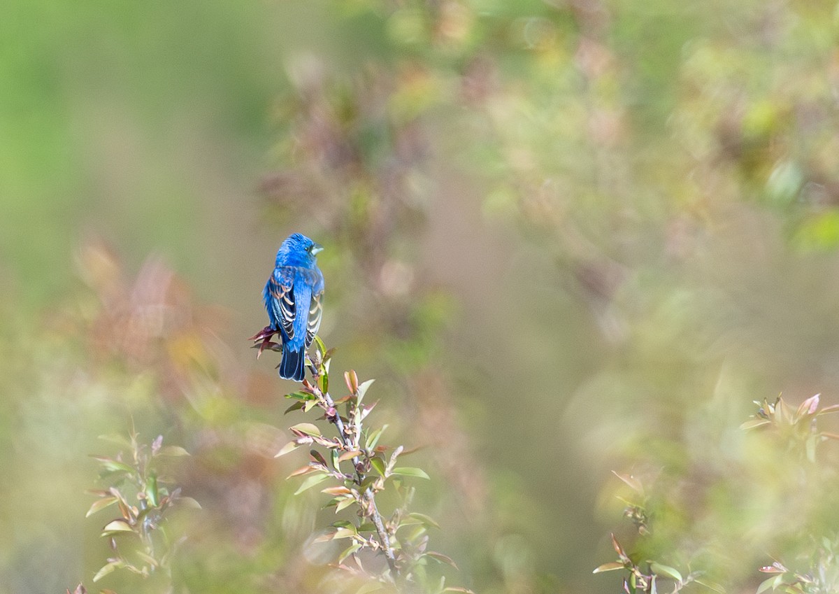 eBird Checklist - 4 May 2024 - Calverton VOR (CCC), field - 22 species