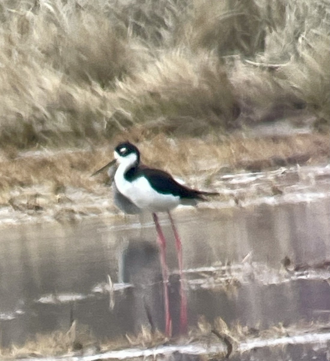 eBird Checklist - 4 May 2024 - Parsons Creek Salt Marsh West of Wallis ...