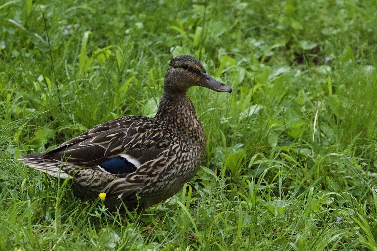 eBird Checklist - 4 May 2024 - Luria Park - 45 species
