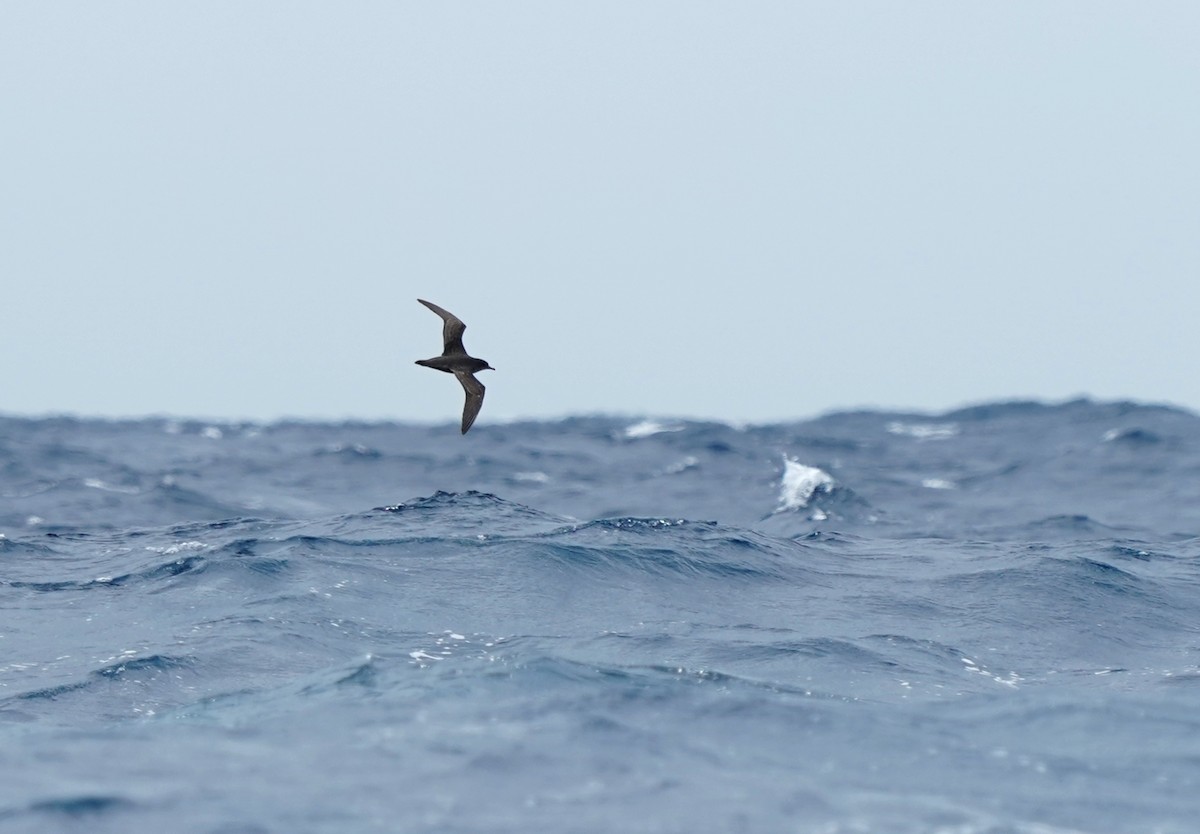 eBird Checklist - 3 May 2024 - 宜蘭--南方澳-東澳-南澳海域(Yilan--Nanfang'ao, Dong ...