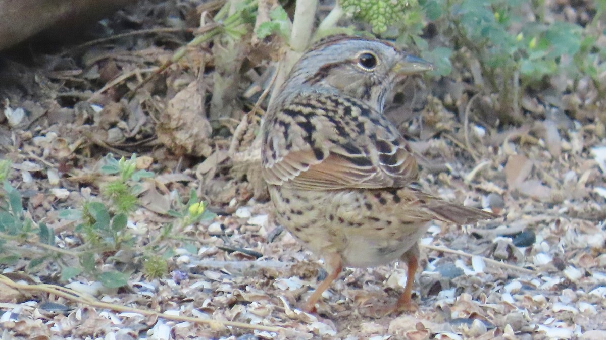 eBird Checklist - 26 Apr 2024 - South Llano River SP--Lora’s Bird Blind ...