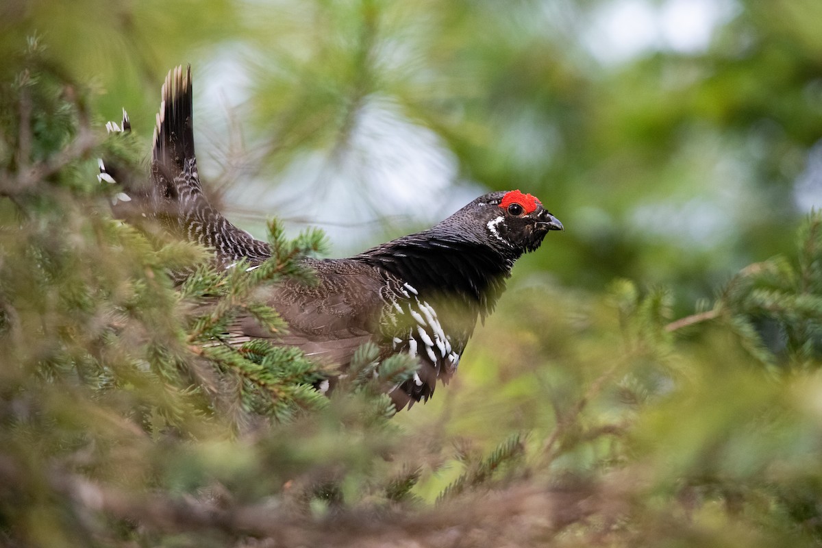 eBird Checklist - 4 May 2024 - Mollidgewock Rd., Errol - 20 species