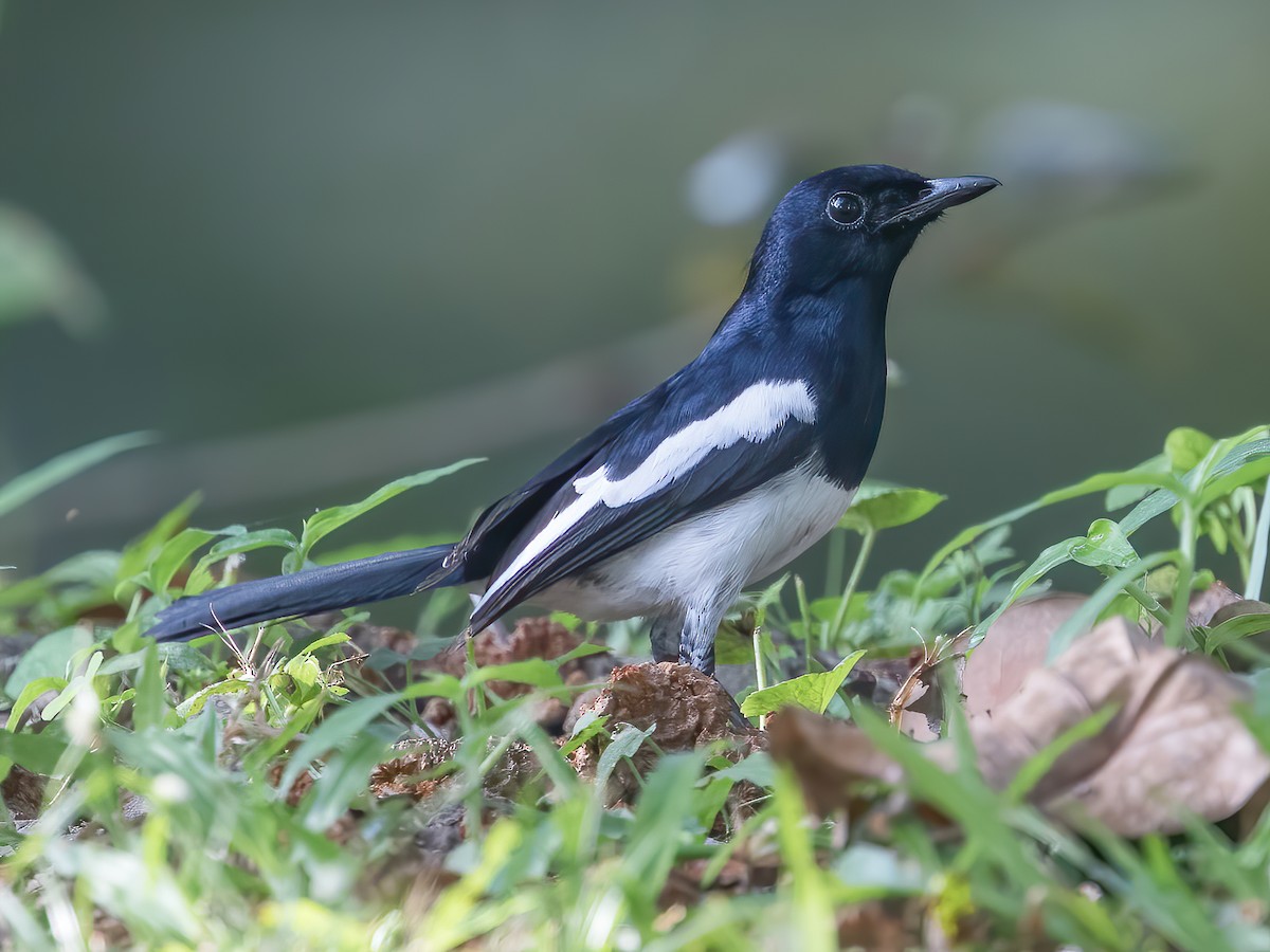 Philippine Magpie-Robin - Copsychus mindanensis - Birds of the World