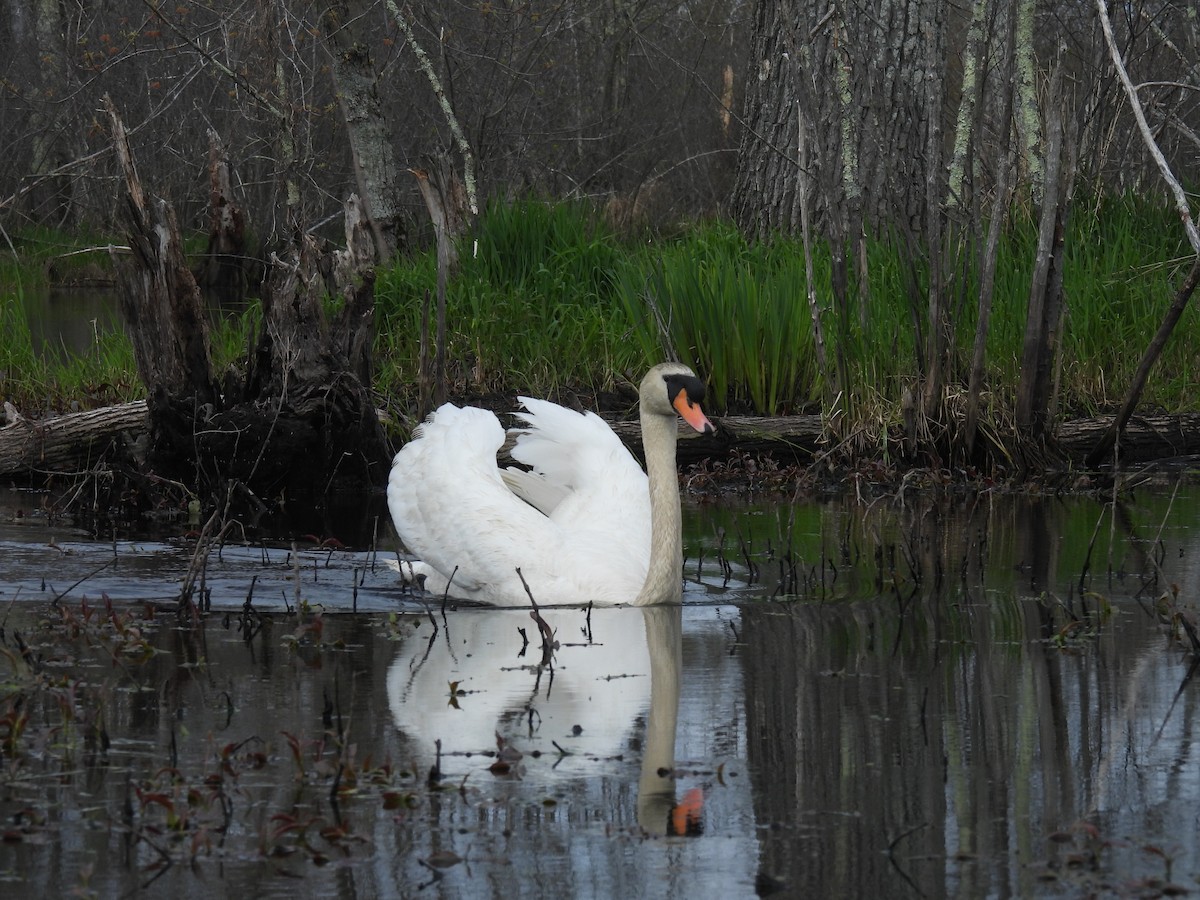 eBird Checklist - 4 May 2024 - Ipswich River Wildlife Sanctuary (Mass ...