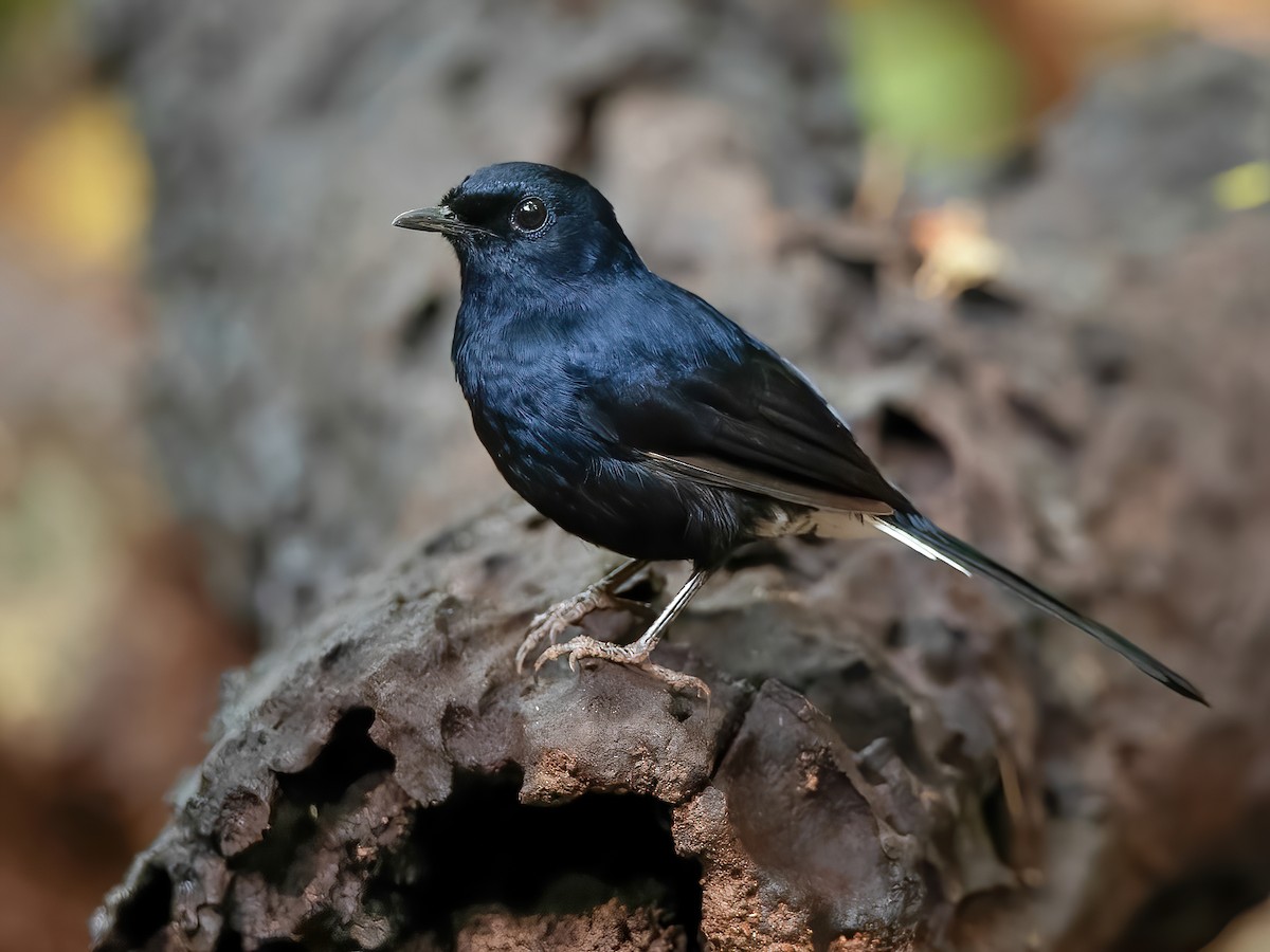 White-vented Shama - Copsychus niger - Birds of the World