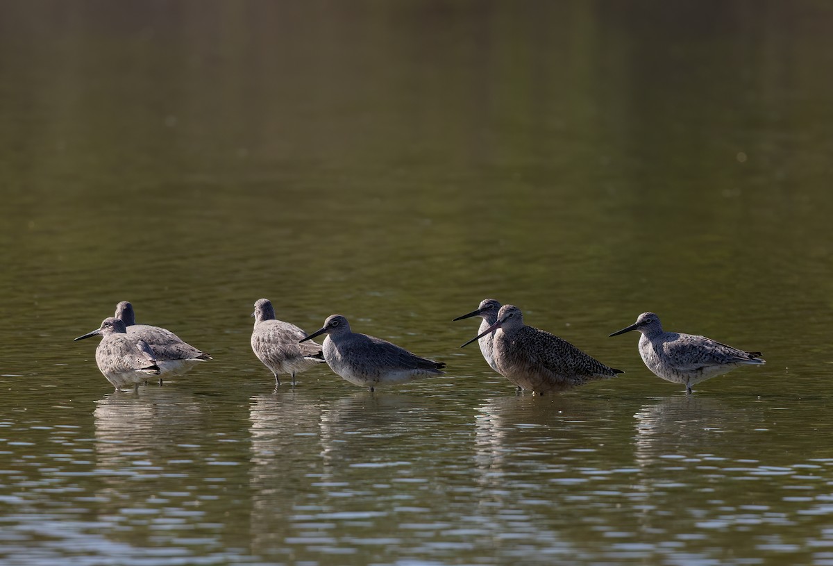 eBird Checklist - 4 May 2024 - Riparian Preserve at Gilbert Water Ranch ...