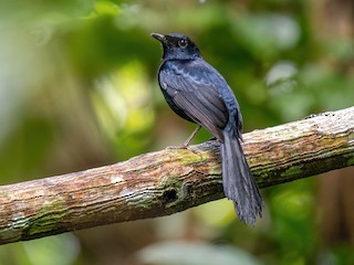 Black Shama - Copsychus cebuensis - Birds of the World