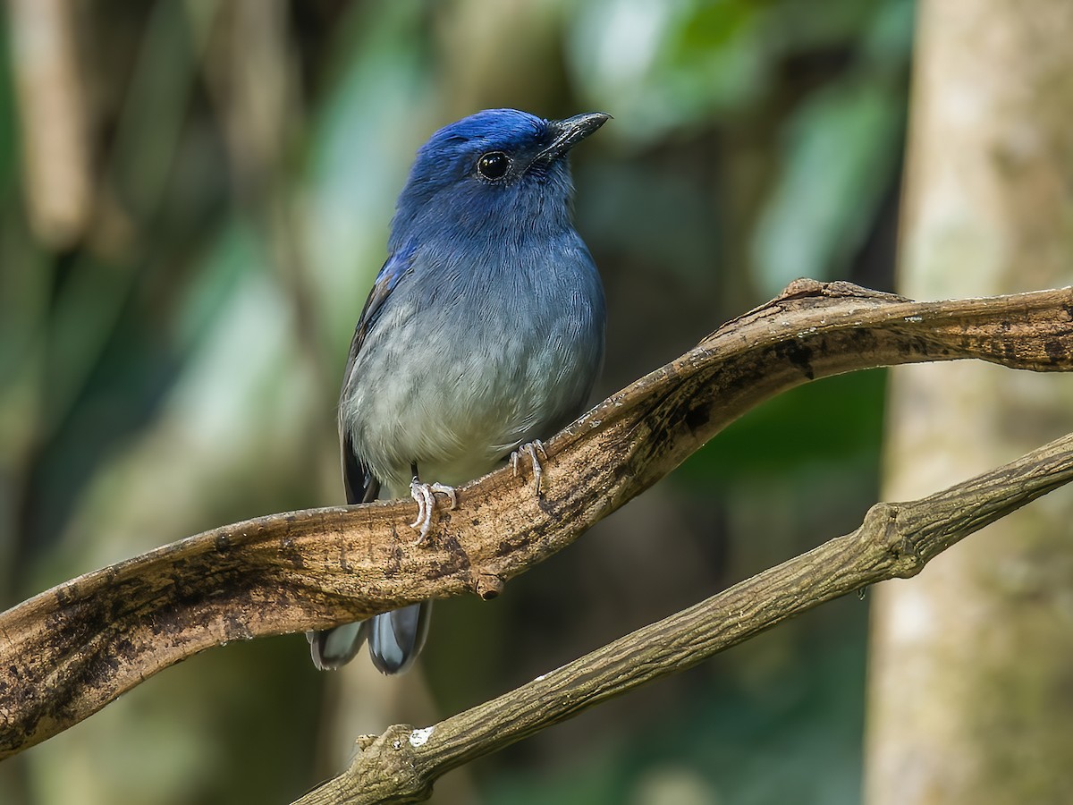 White-tailed Flycatcher - Leucoptilon concretum - Birds of the World
