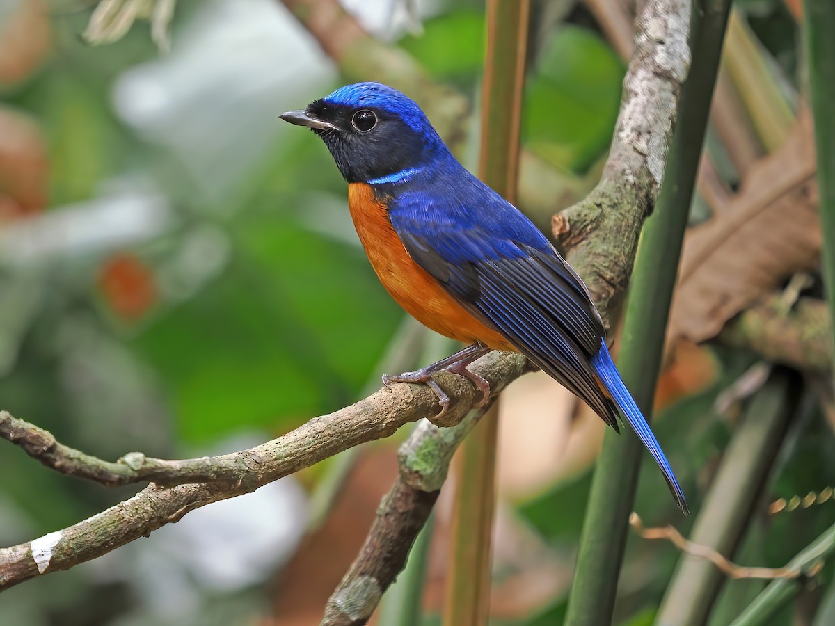 Fujian Niltava - Niltava davidi - Birds of the World
