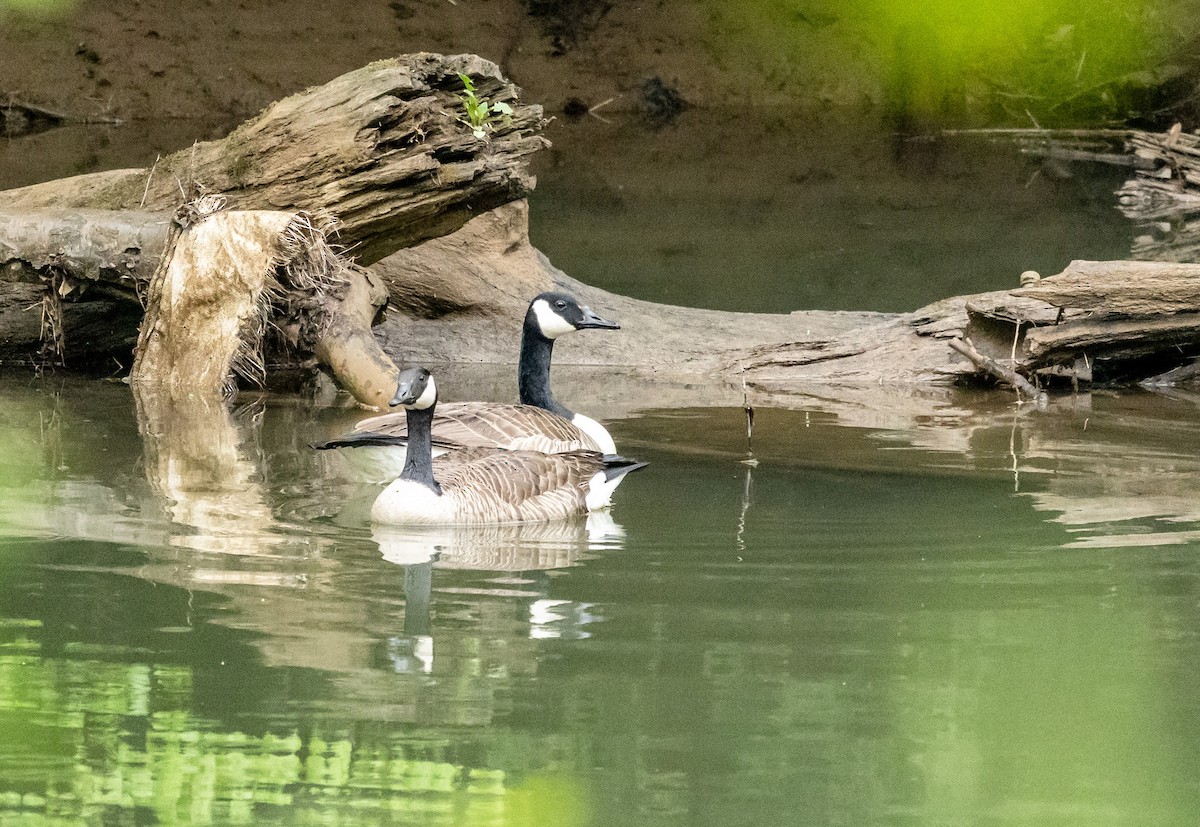 Pennsylvania Bird Atlas Checklist - 4 May 2024 - Mahoning Shadow Trail ...