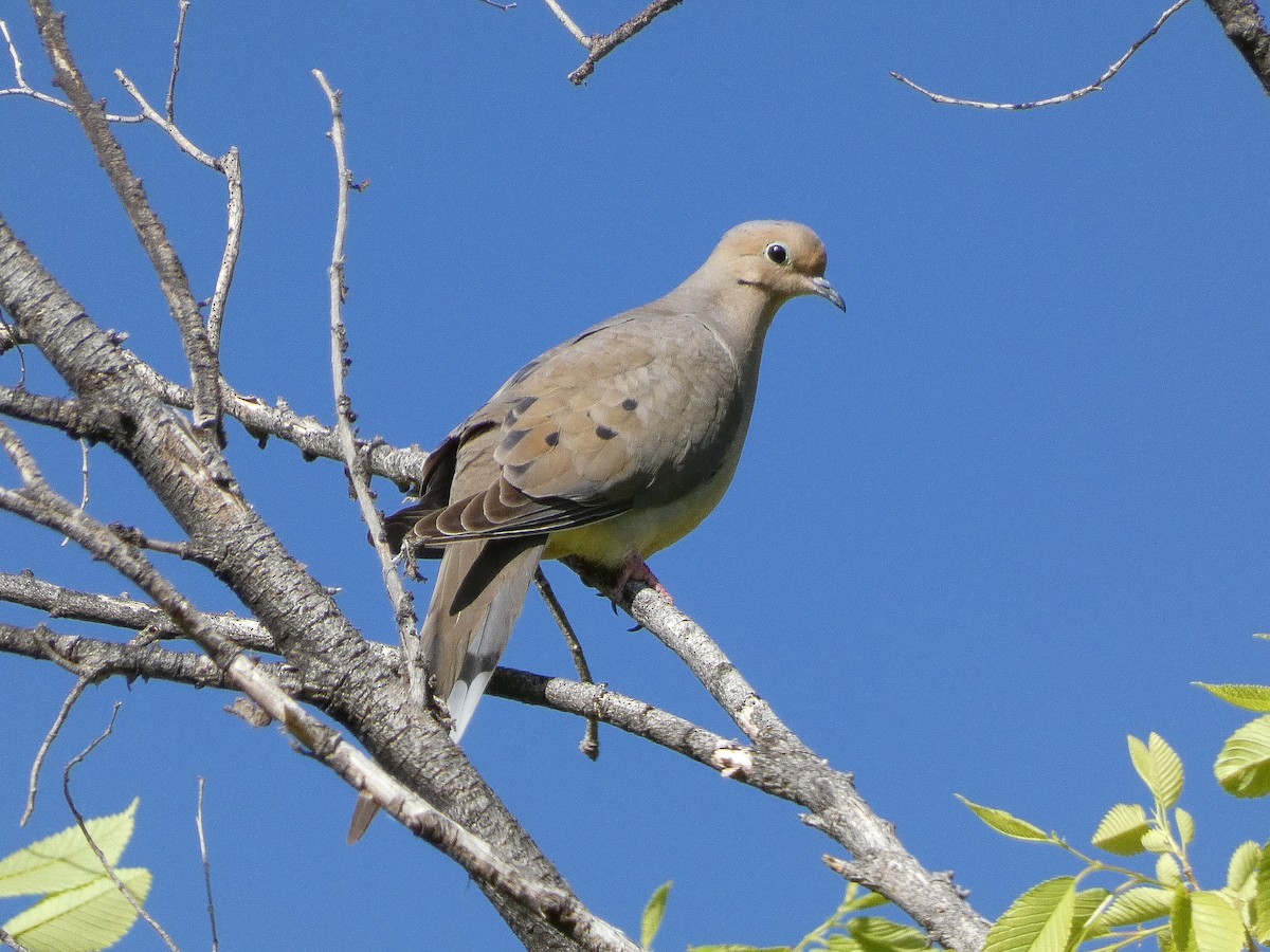 eBird Checklist - 4 May 2024 - Horsethief Canyon SWA - 40 species (+1 ...