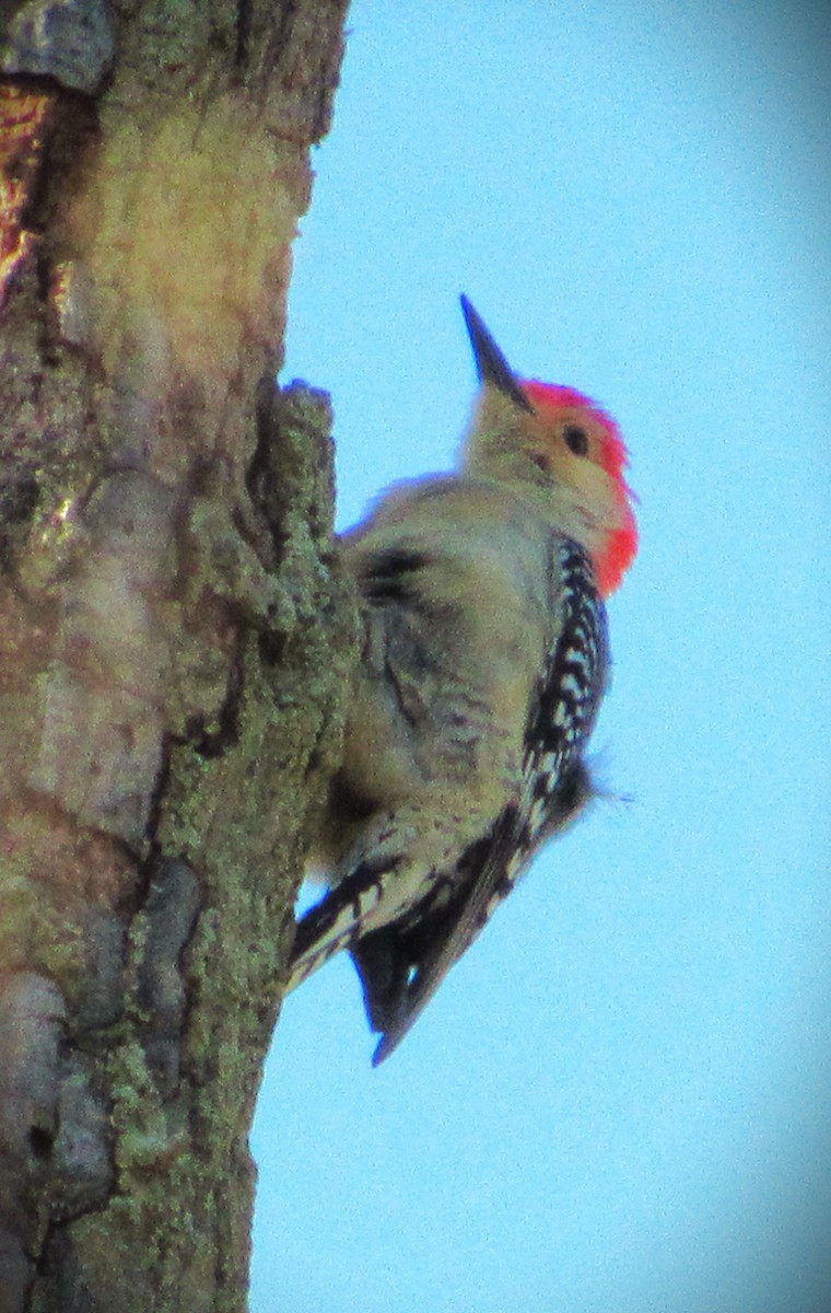 Pennsylvania Bird Atlas Checklist - 2 May 2024 - Valley View (3) - 21 ...