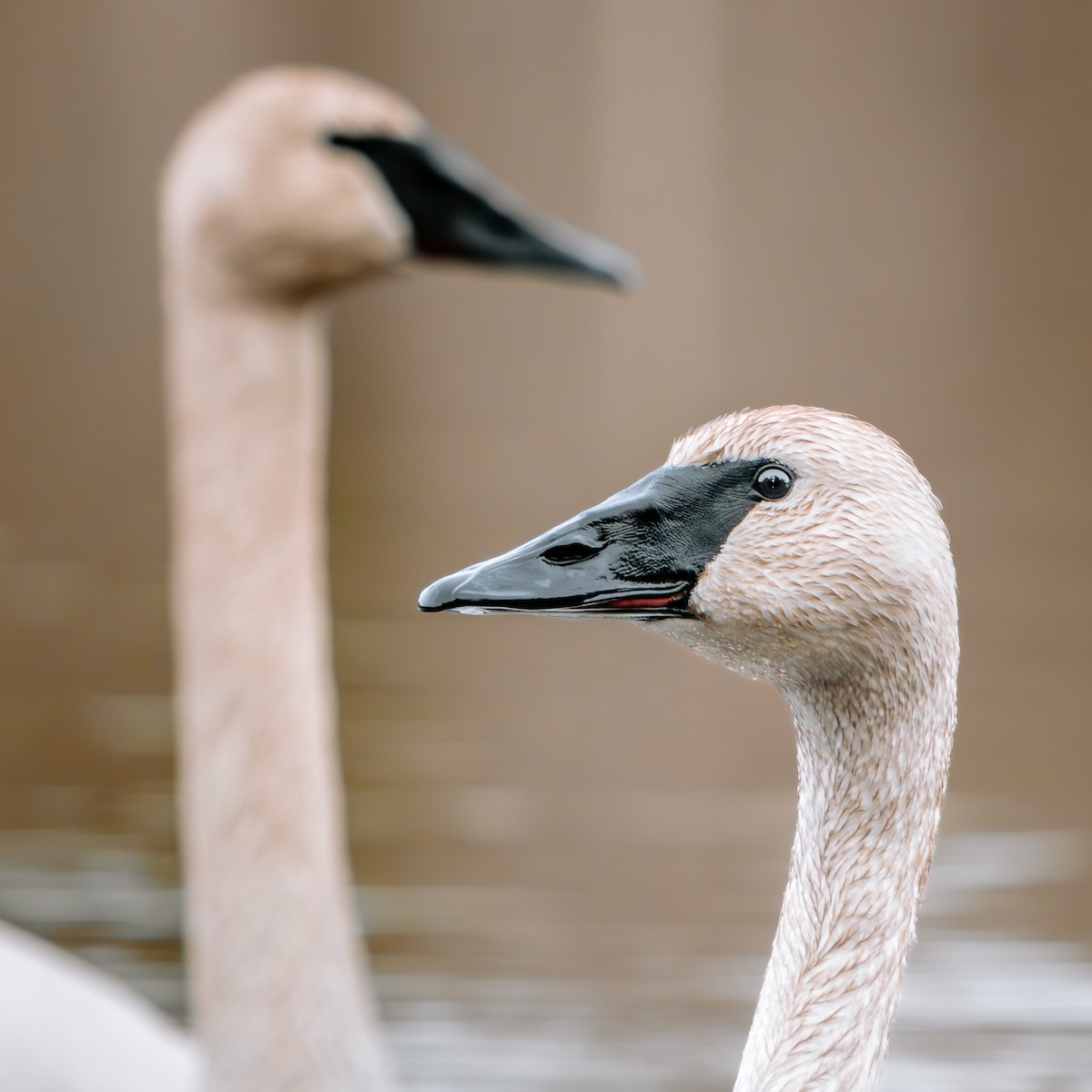 eBird Checklist - 3 May 2024 - Kris Star Sanctuary (north of Monck Rd ...