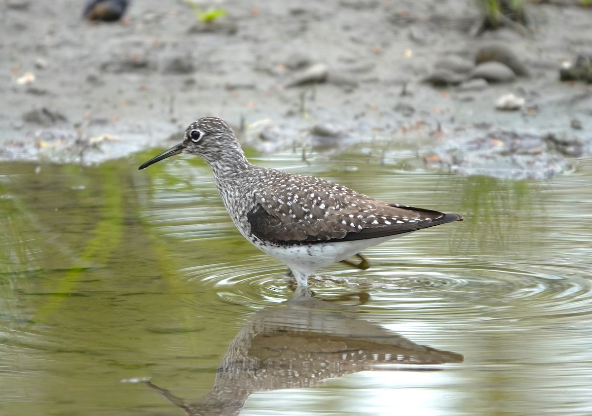 eBird Checklist - 4 May 2024 - Presque Isle SP (IBA) - 74 species (+1 other taxa)