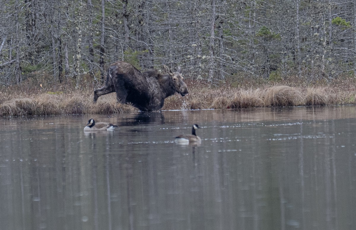 eBird Checklist - 4 May 2024 - Moose Bog, Wenlock WMA - 46 species