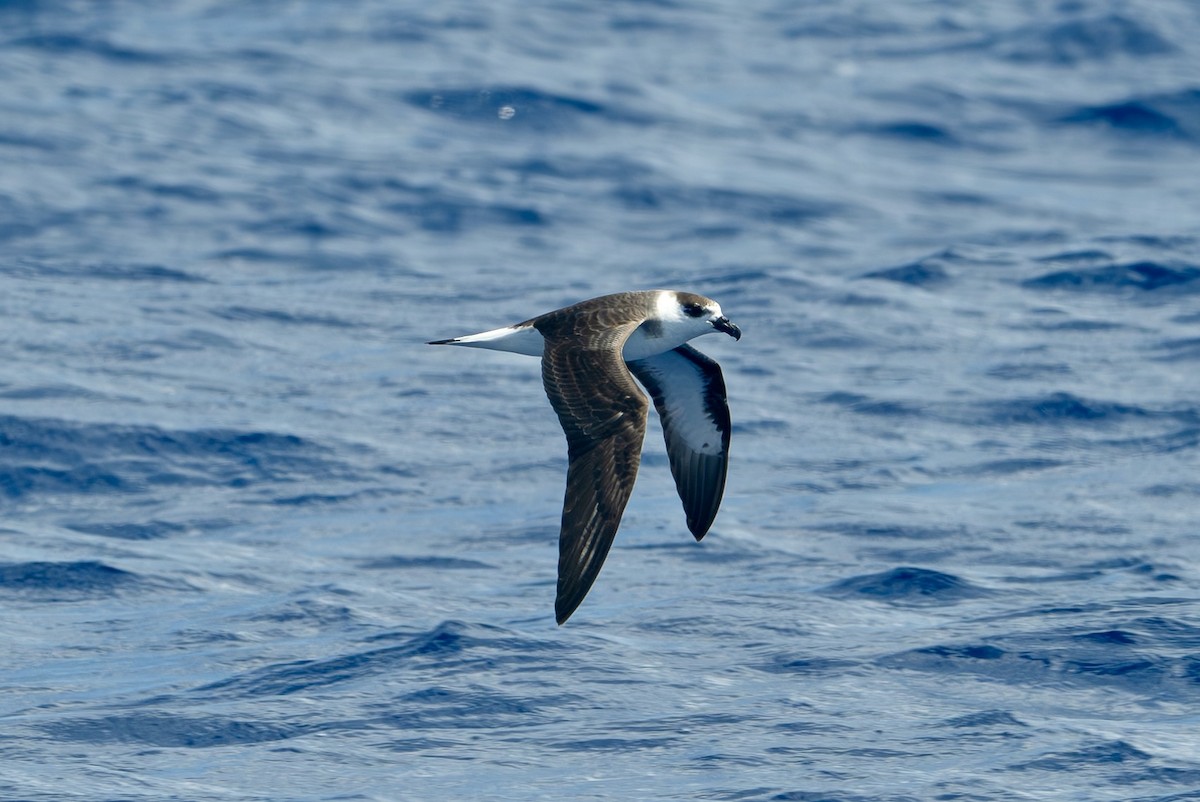 eBird Checklist - 4 May 2024 - Pelagic Addicts Leg 2 - 5/4/24 - 5 ...