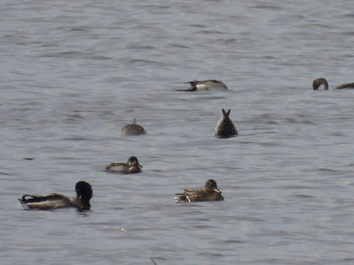 eBird Checklist - 4 May 2024 - Ken Euers Wetland Preserve - 1 species ...