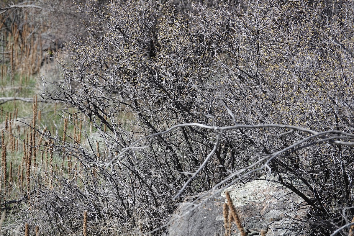 eBird Checklist - 3 May 2024 - Pine Valley Recreation Area & Reservoir ...