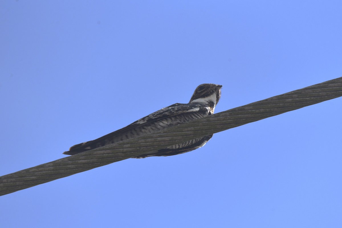 eBird Checklist - 4 May 2024 - 2804–3082 W Canal St N, Belle Glade US ...