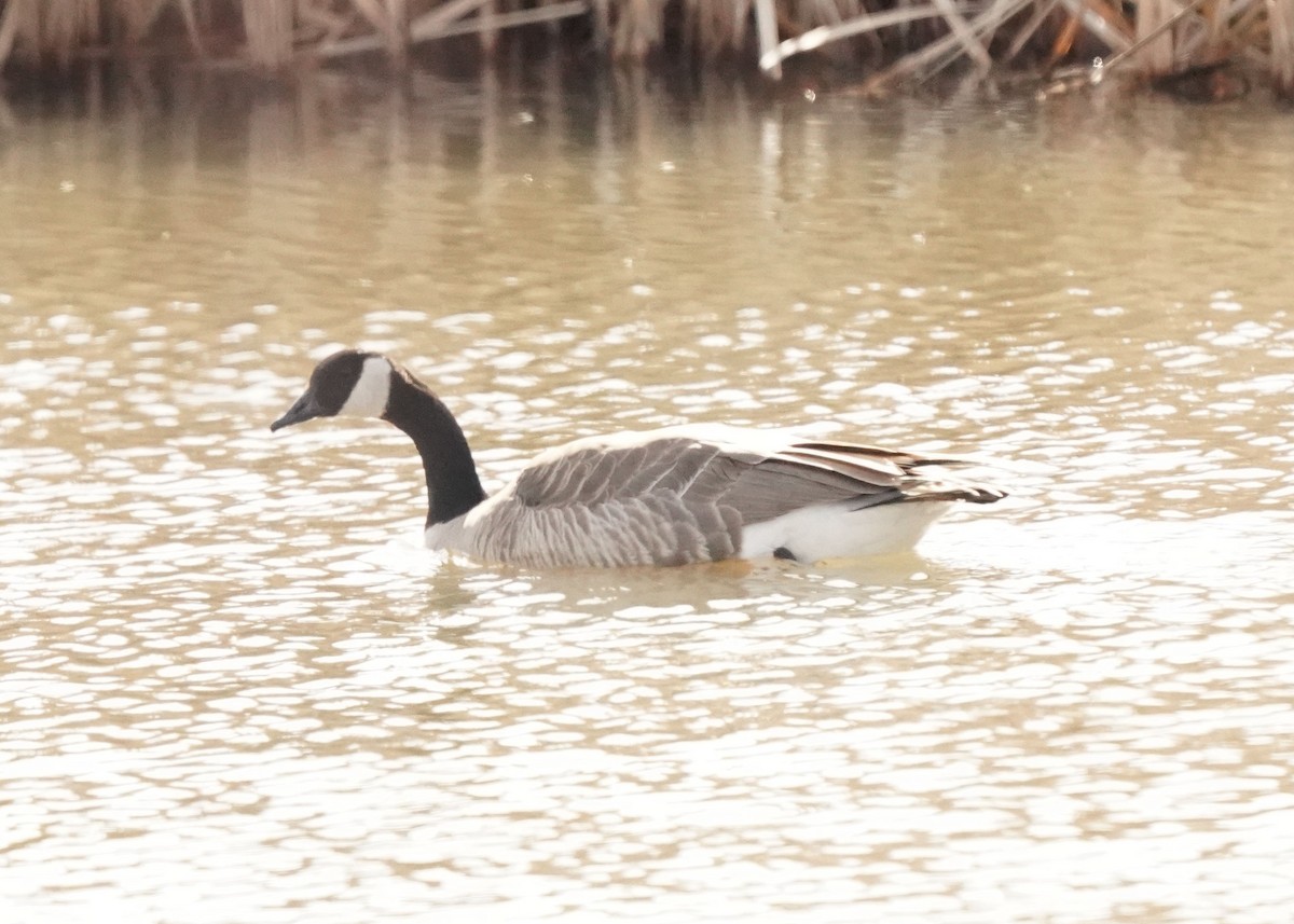 eBird Checklist - 4 May 2024 - Calgary--Children's Hospital Pond - 11 ...