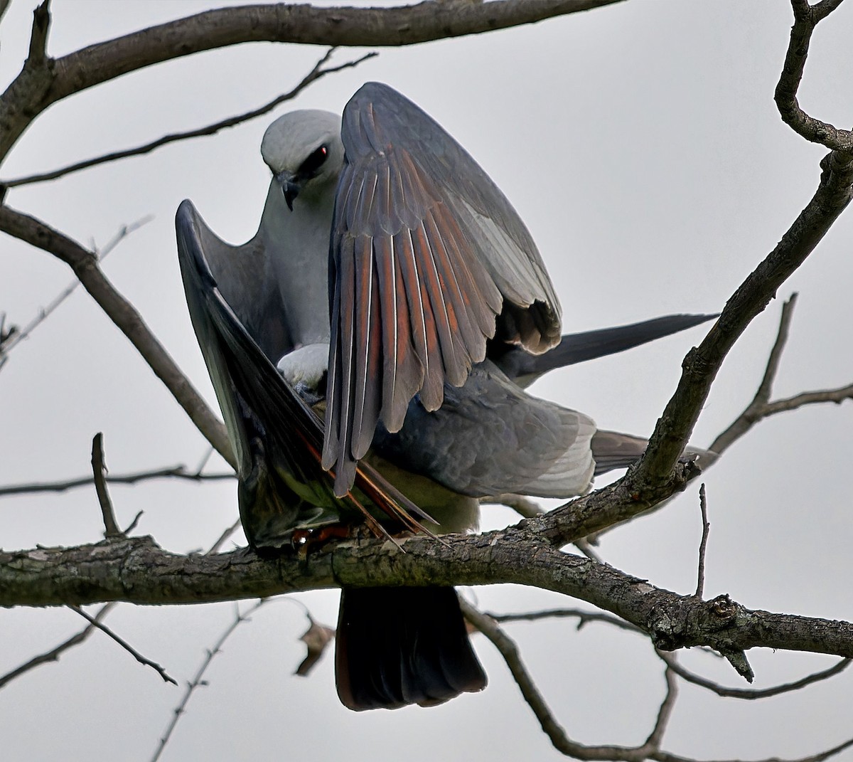 ML618456444 - Mississippi Kite - Macaulay Library