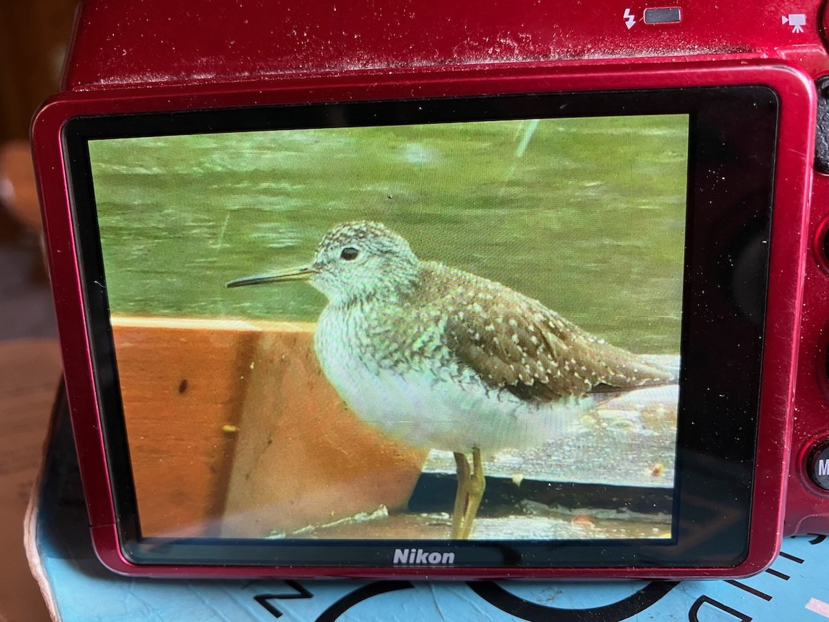 eBird Checklist - 4 May 2024 - mill meadow - 1 species