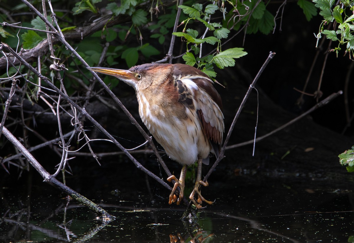 eBird Checklist - 4 May 2024 - Towl Park - 33 species