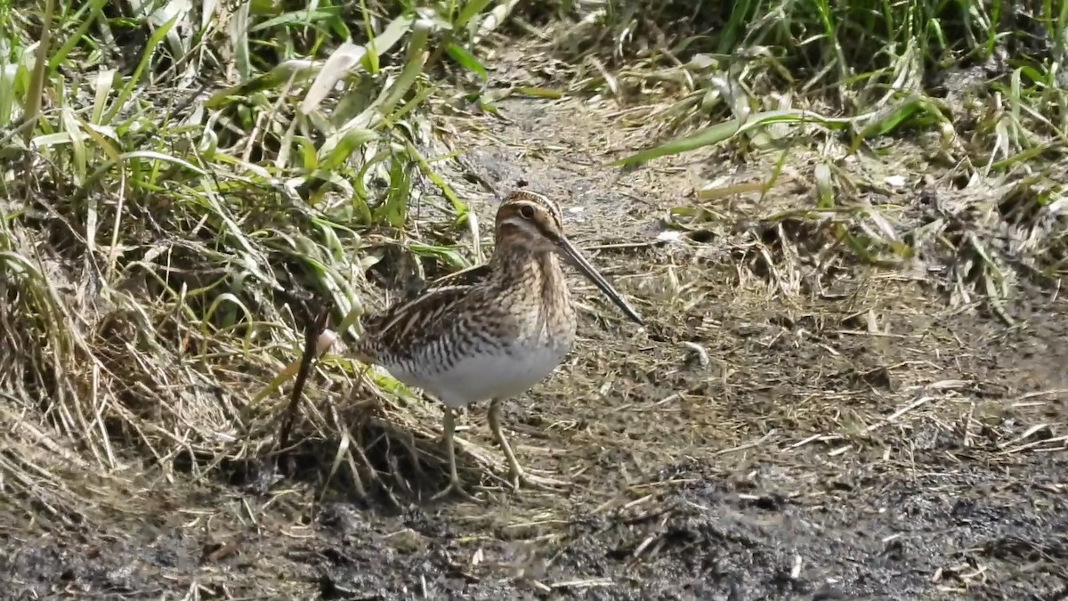 eBird Checklist - 3 May 2024 - Chase lagoon and VLA flats - 23 species