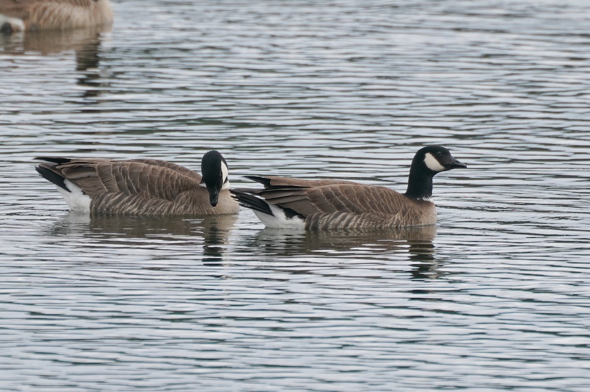 eBird Checklist - 4 May 2024 - Petaluma Marsh WA--Rush Creek Unit ...