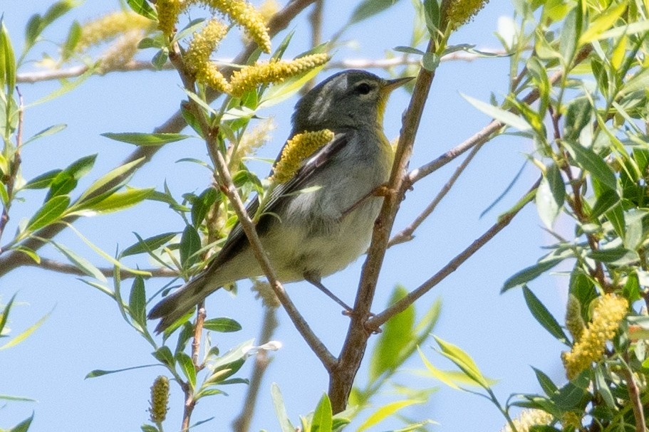 eBird Checklist - 4 May 2024 - Burchfield SWA - 50 species