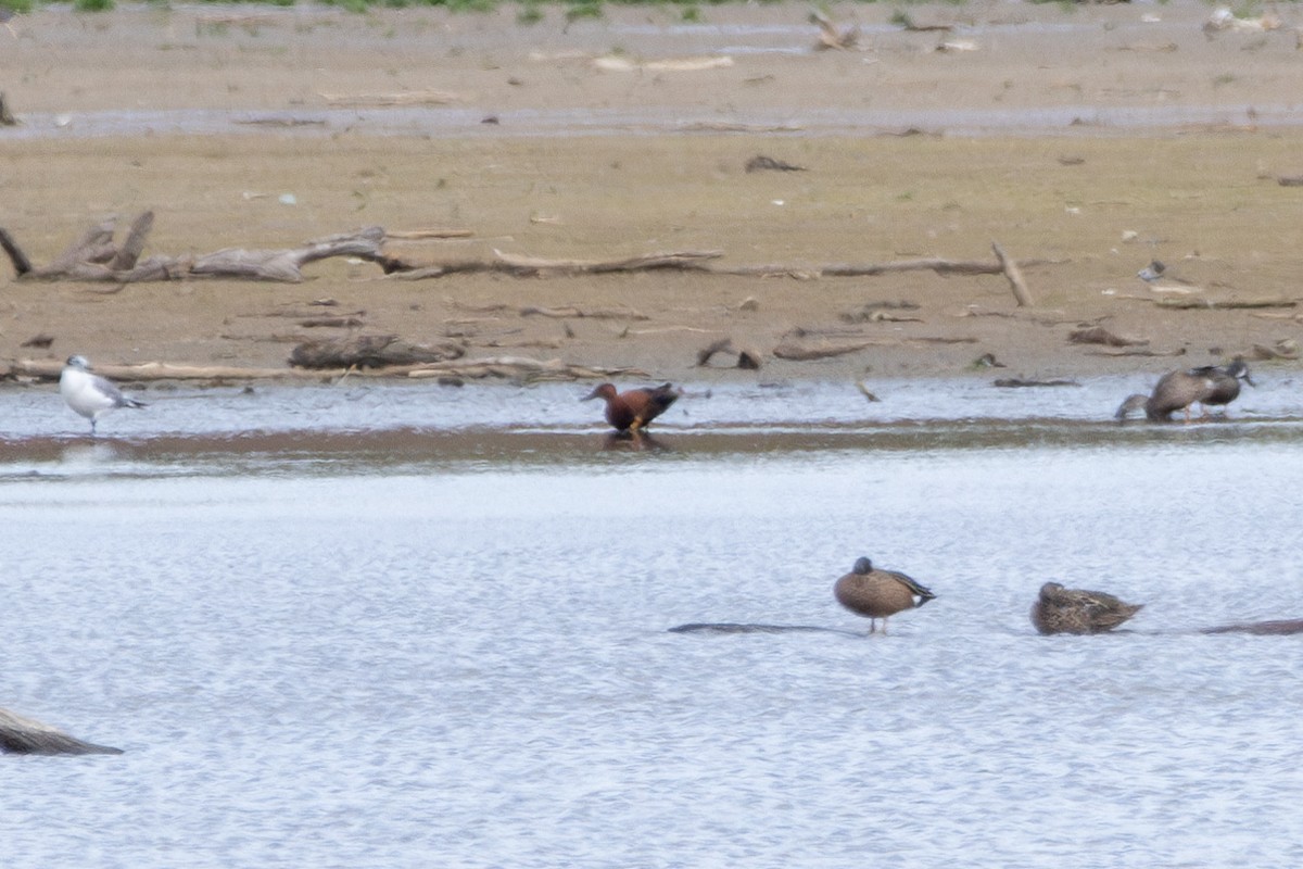 eBird Checklist - 4 May 2024 - Branched Oak SRA - 75 species