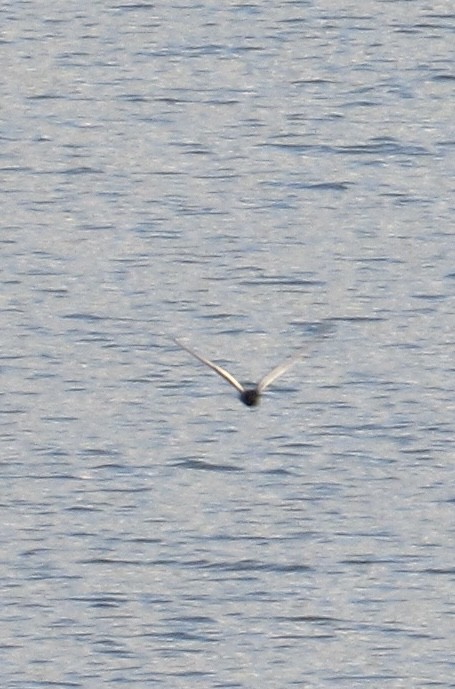 eBird Checklist - 4 May 2024 - Glenn Cunningham Lake - 18 species