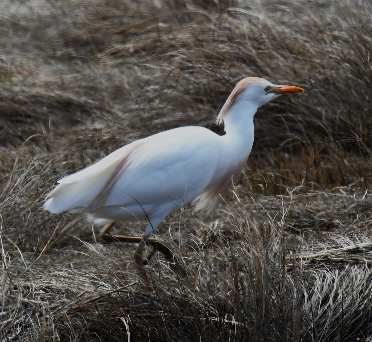 Maine Bird Atlas Checklist - 4 May 2024 - Spurwink Marsh at Sawyer Road ...