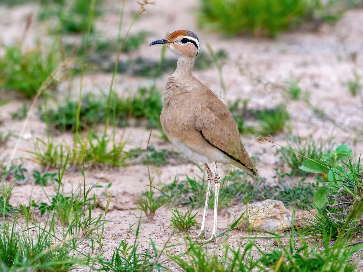 Somali Courser - Cursorius somalensis - Birds of the World