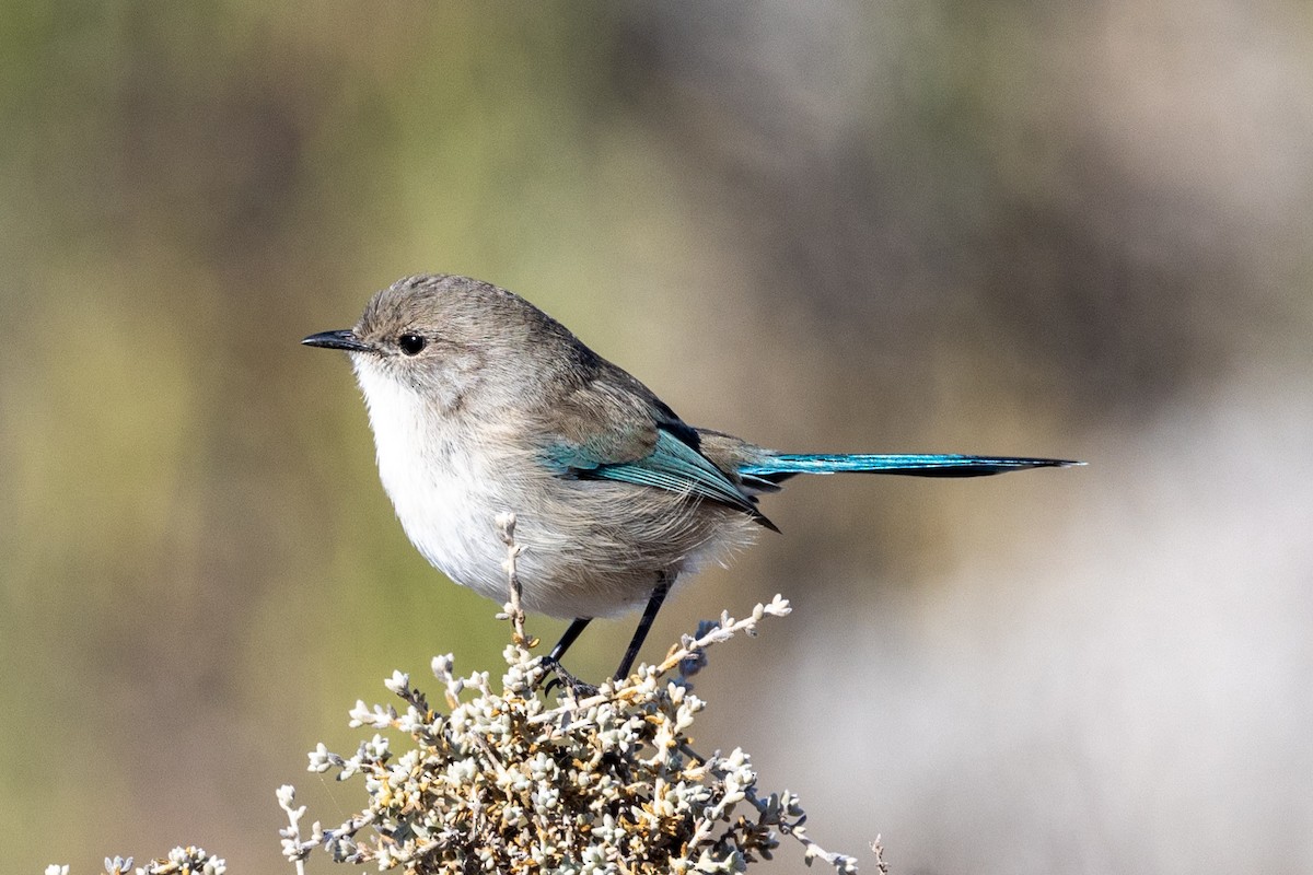 eBird Checklist - 5 May 2024 - Whyalla Conservation Park, Whyalla ...