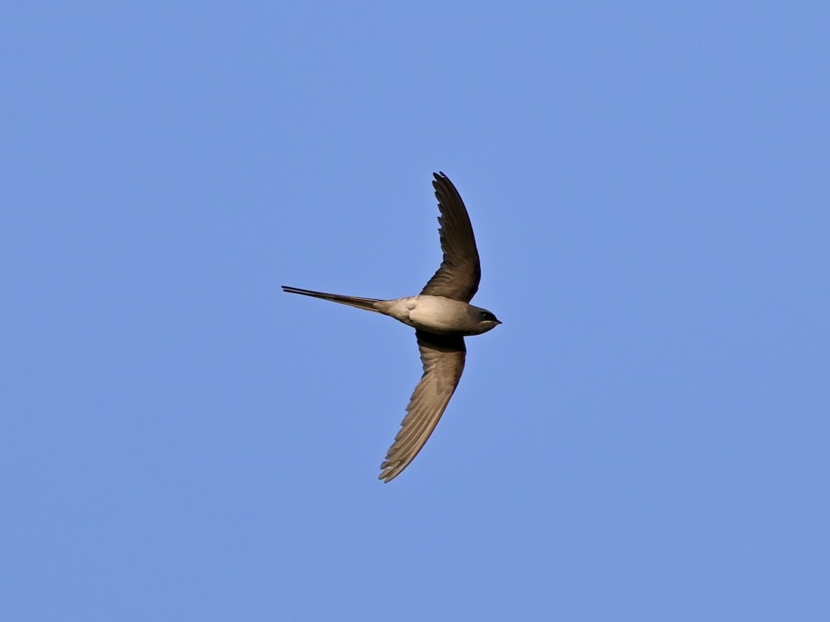 eBird Checklist - 5 May 2024 - Muthyalamaduvu - 57 species